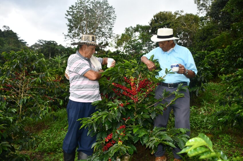 Green Coffee - Colombian Factory