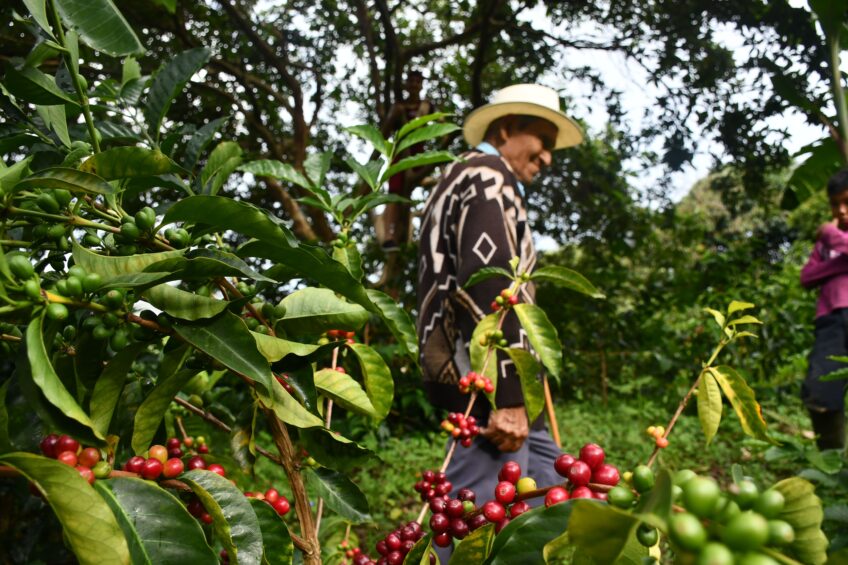 Green Coffee - Colombian Factory