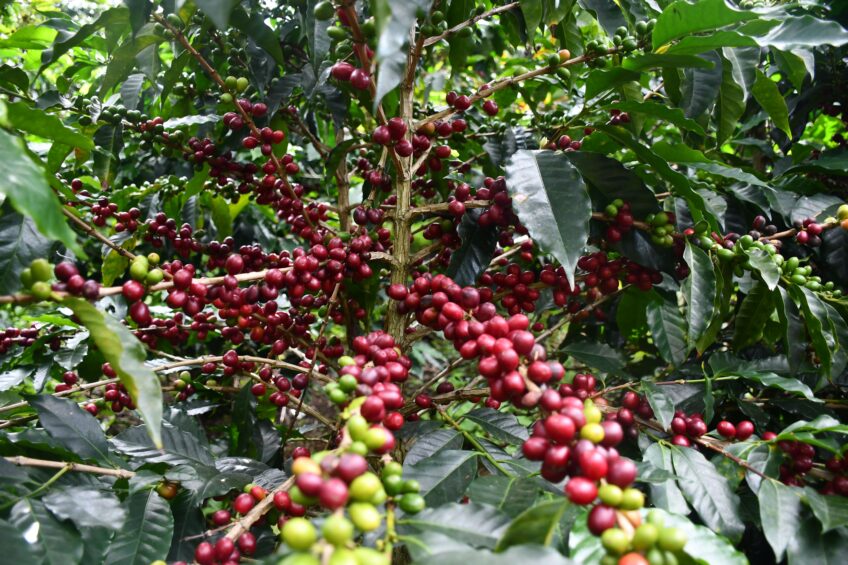 Green Coffee - Colombian Factory