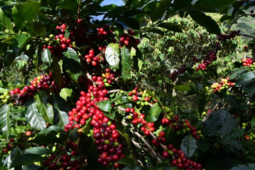Green Coffee - Colombian Factory
